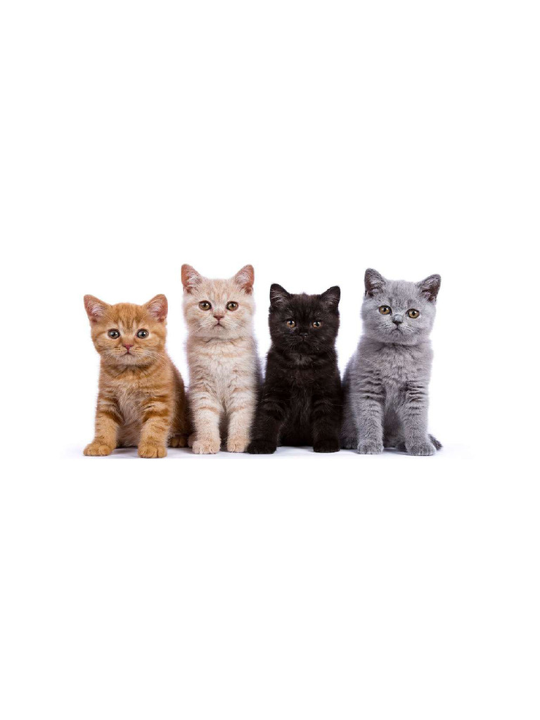 Cat | PDF