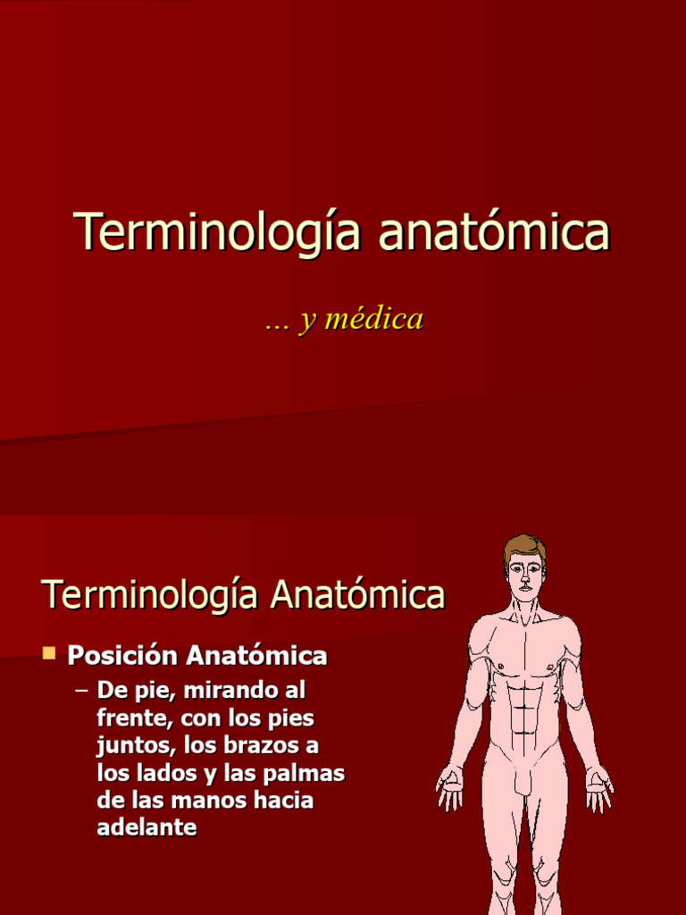 Terminologia Anatomica | PDF | Términos anatómicos de ubicación
