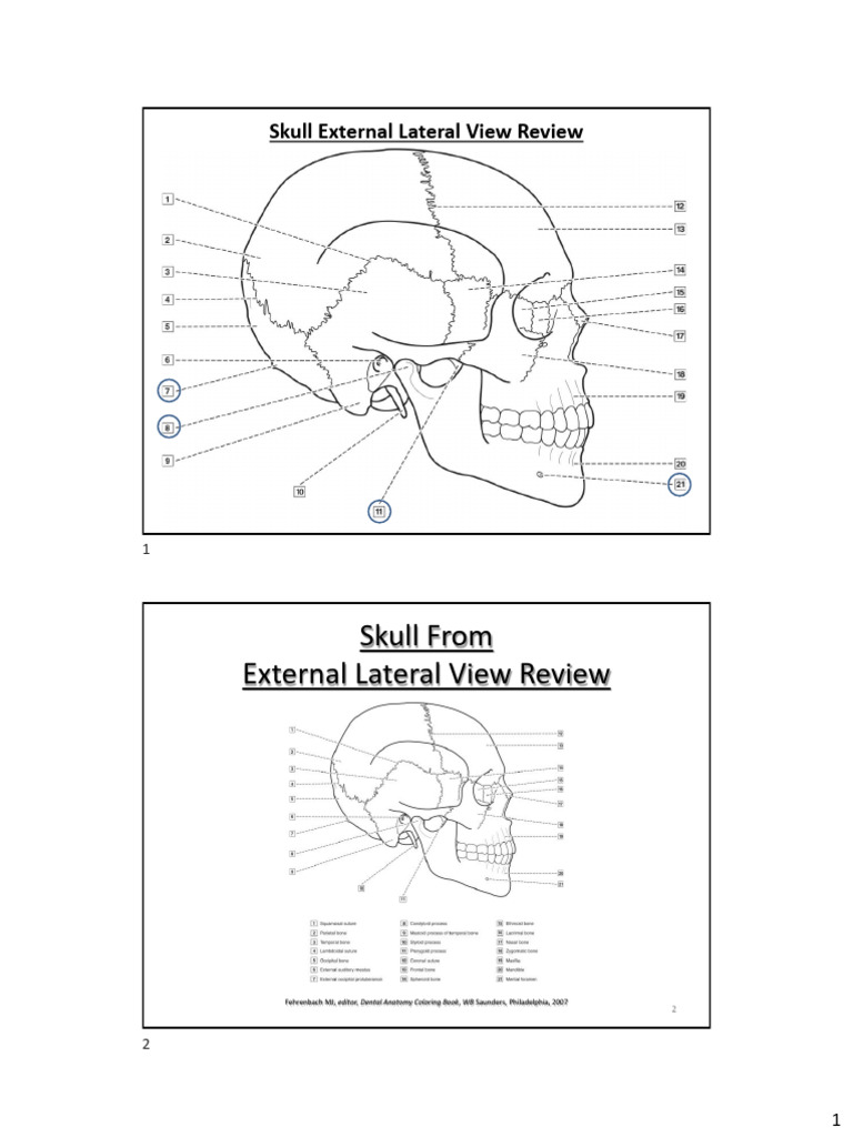 Practice Diagrams Skeletal System | PDF | Skull | Human Head And Neck