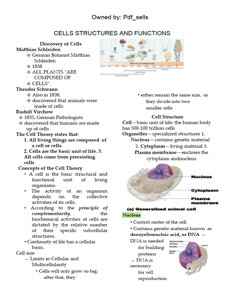 CELLS | PDF | Cell (Biology) | Endoplasmic Reticulum