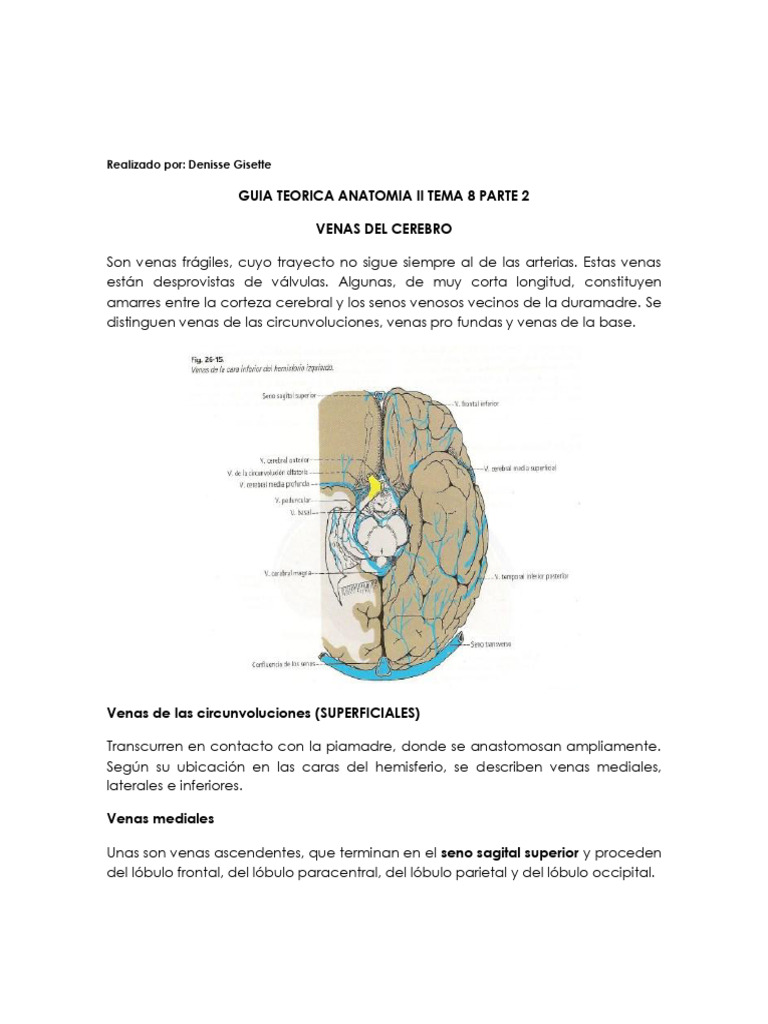 Guia Teorica Anatomia Ii Tema 8 Parte 2 | PDF | Fluido cerebroespinal | Cerebro