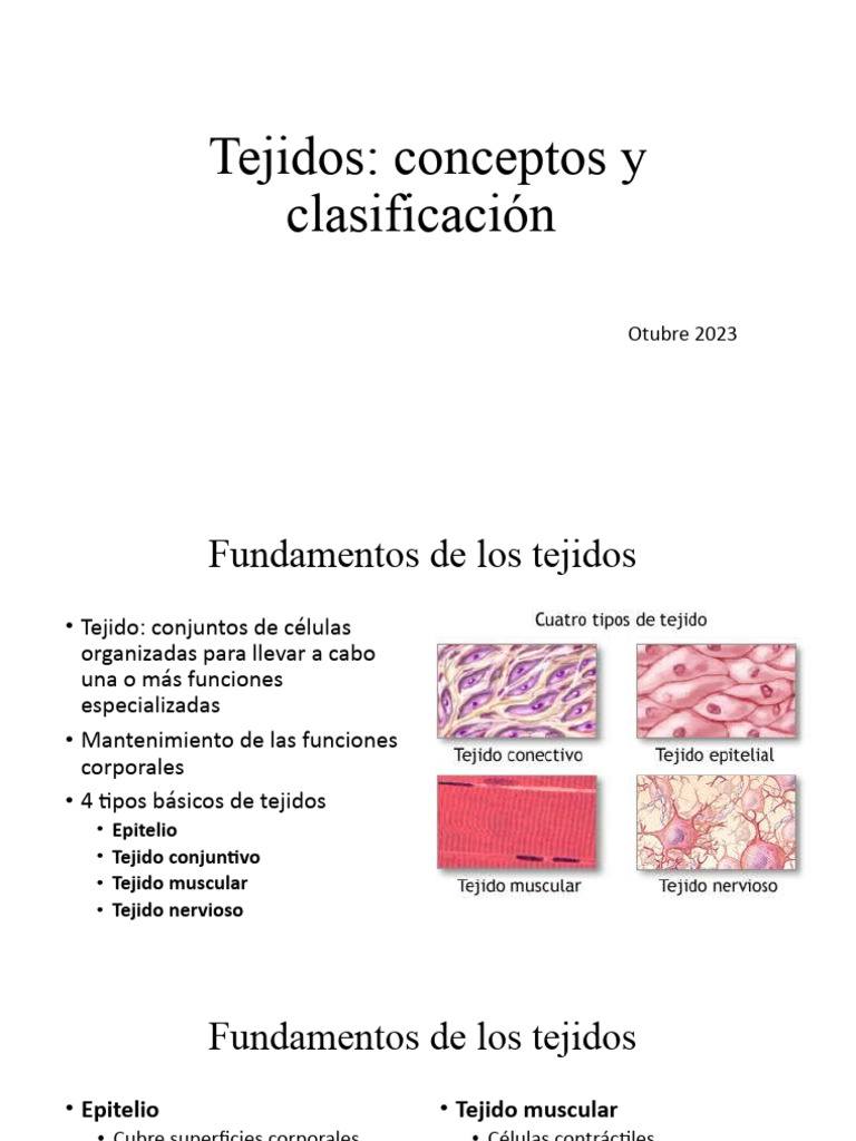 Tejidos | PDF | Epitelio | Sistema nervioso