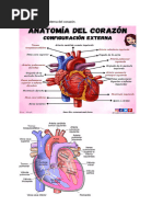 Función y Estructura de Valvas Semilunares | PDF | Circulación ...