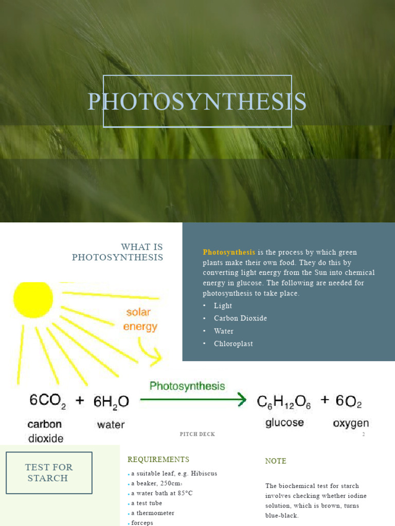 Understanding Photosynthesis and Food Chains | PDF | Climate Change ...