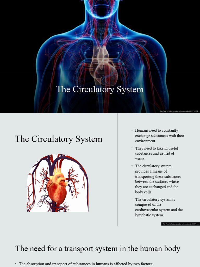The Circulatory System | PDF | Atrium (Heart) | Artery