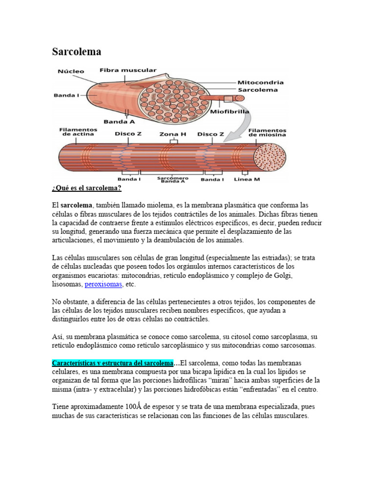 Sarcolema | PDF | Músculo esquelético | Histología