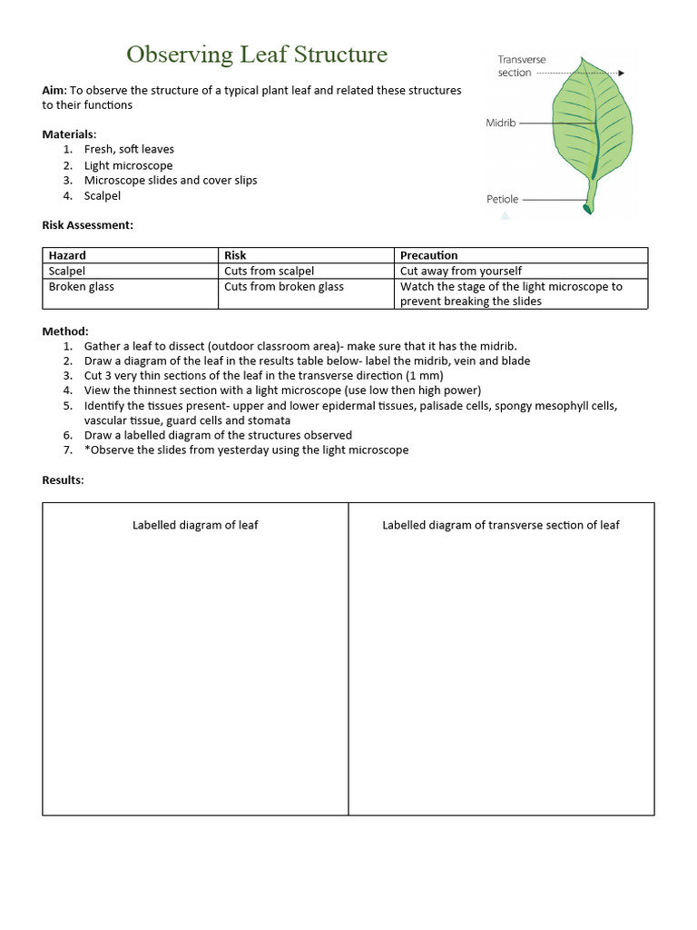 Prac - Observing Leaf Structure | PDF | Home & Garden | Technology ...