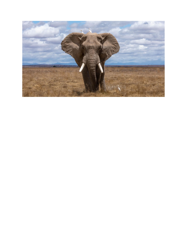 Paper On Elephants | PDF