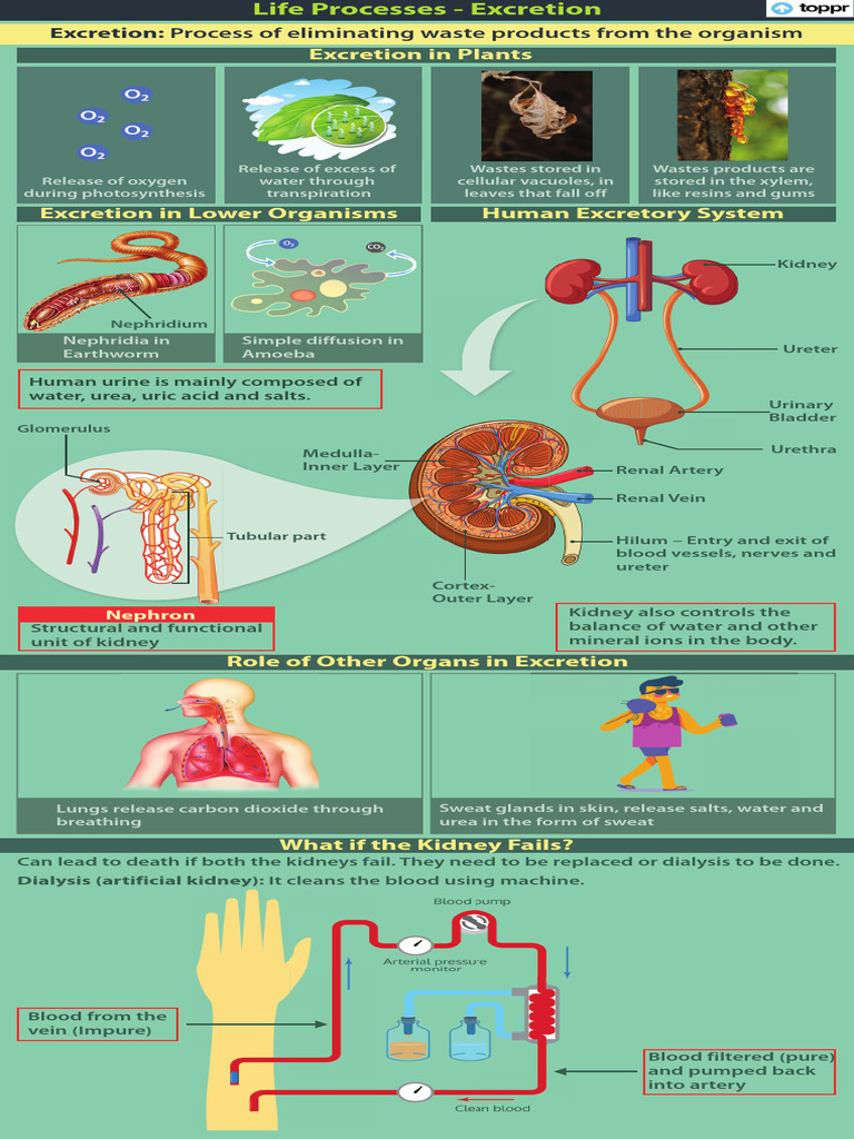 Excretion 1 | PDF | Kidney | Excretion