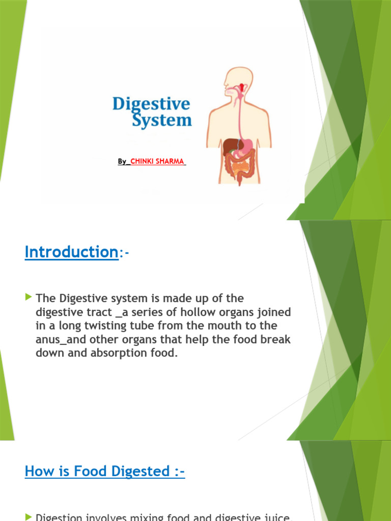 Digestive System | PDF