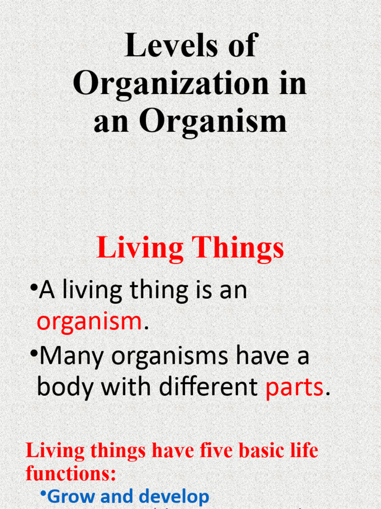 q2 Levels of Organization Powerpoint | PDF | Cell (Biology) | Tissue ...
