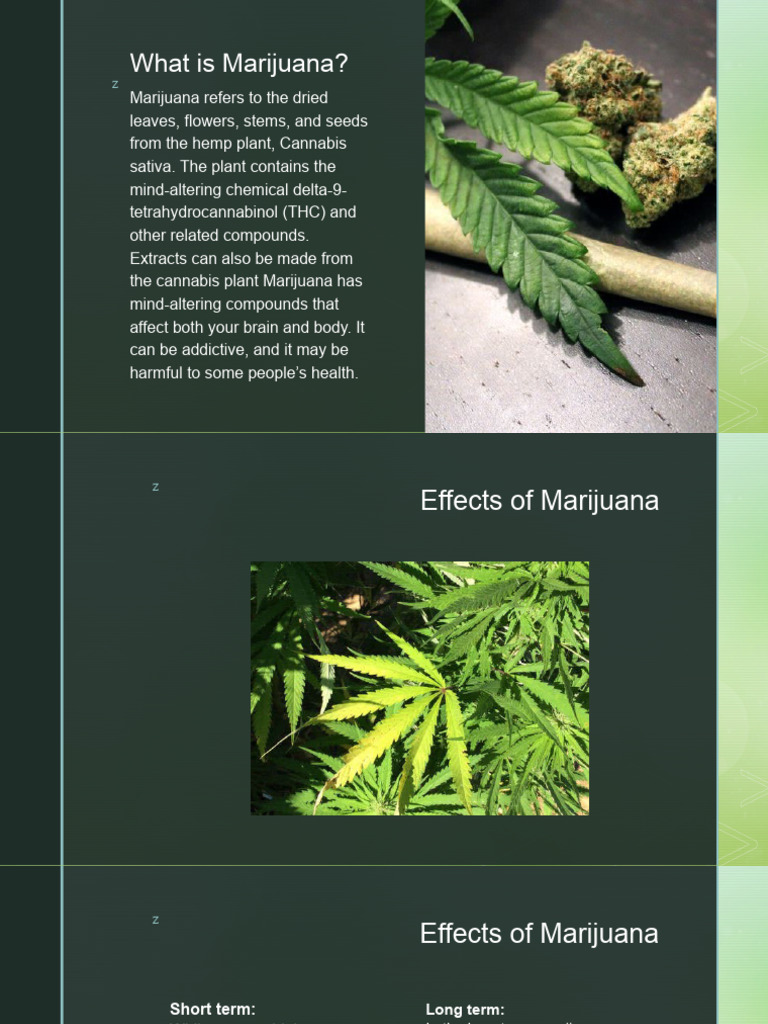 What Is Marijuana | PDF