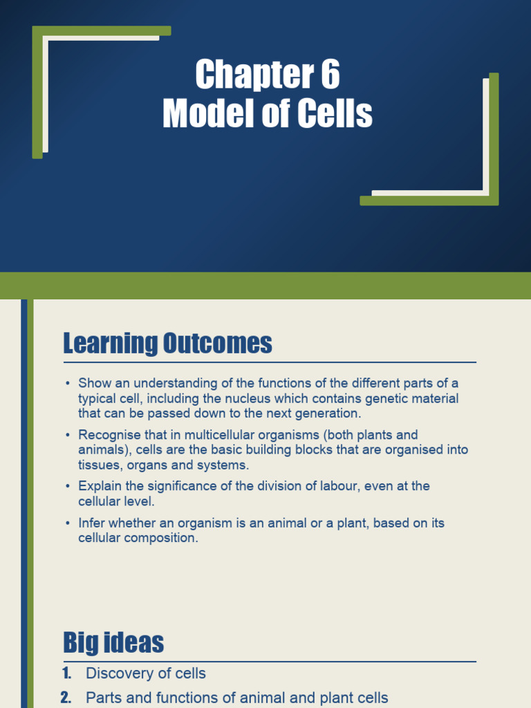 Model of Cells | PDF | Tissue (Biology) | Cell (Biology)