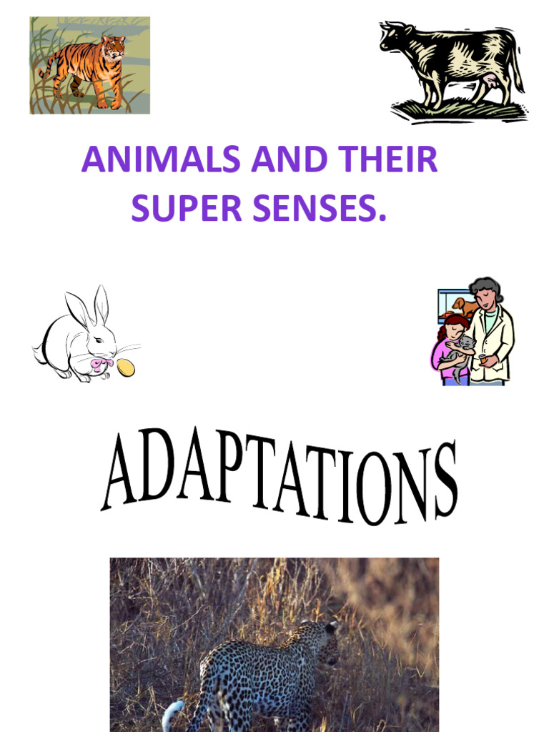 Animals and Their Super Senses | PDF | Senses | Predation