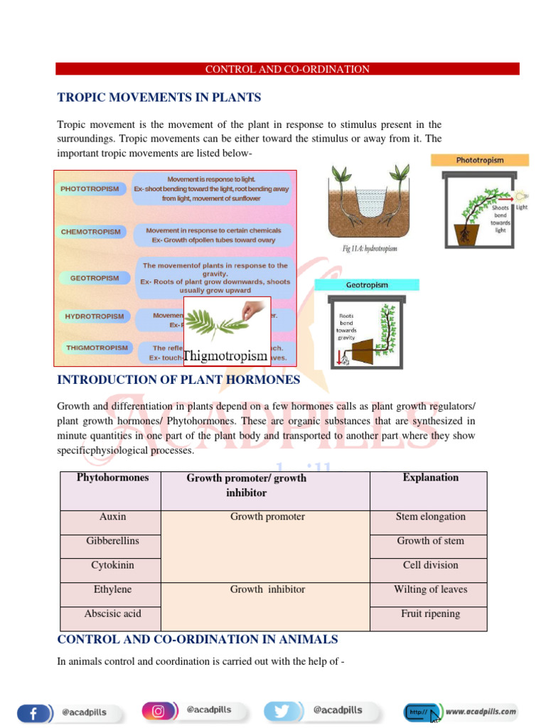 Chapter 6 - Control and Coordination | PDF | Neuron | Auxin