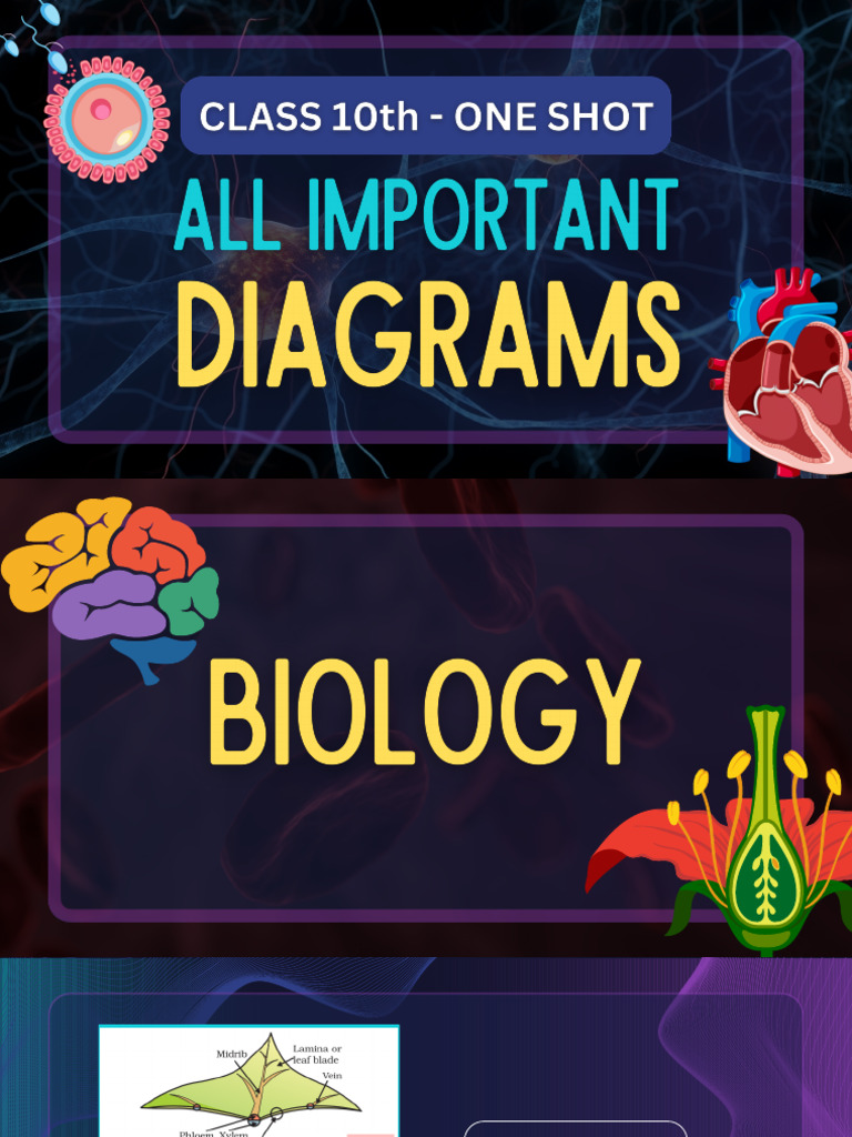 All Important Diagrams Class 10 (Prashant Kirad) PDF | PDF | Human Body ...