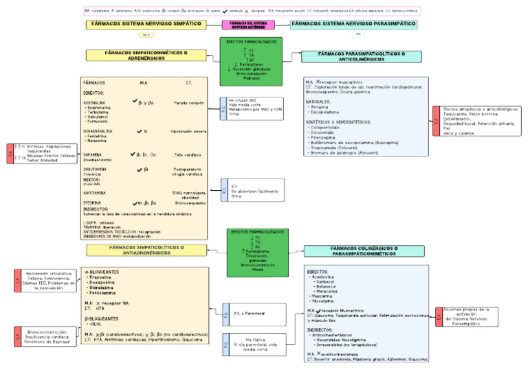 Esquema Meta | PDF | Acetilcolina | Compuestos orgánicos