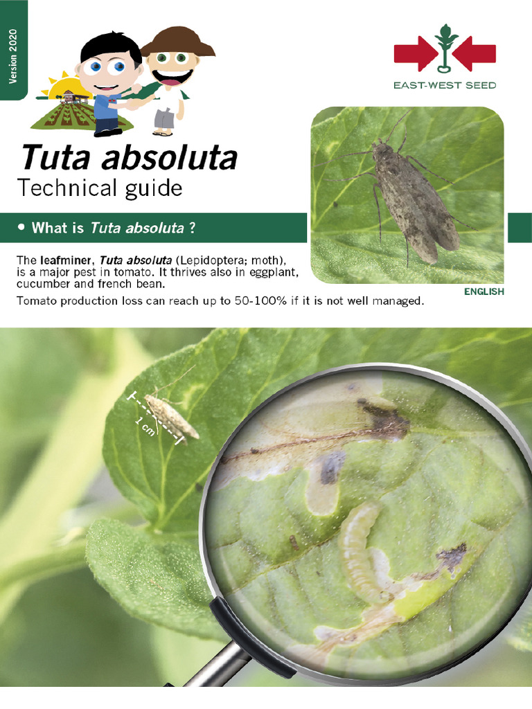 Em Tuta Absoluta em | PDF