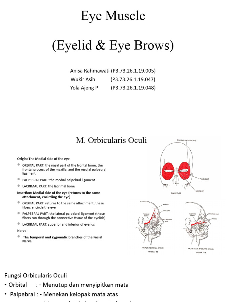 Eye Muscle (Autosaved) | PDF