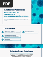 Adaptaciones Celulares: Tipos y Mecanismos | PDF | Receptor (Bioquímica ...