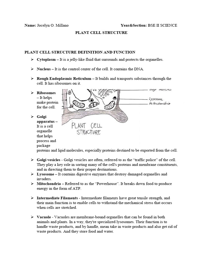 Activity No 1 Cell And Molecular Biology Pdf Cell Biology Endoplasmic Reticulum