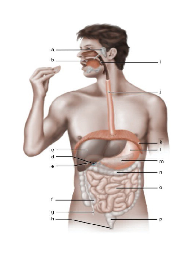 Digestive System | PDF