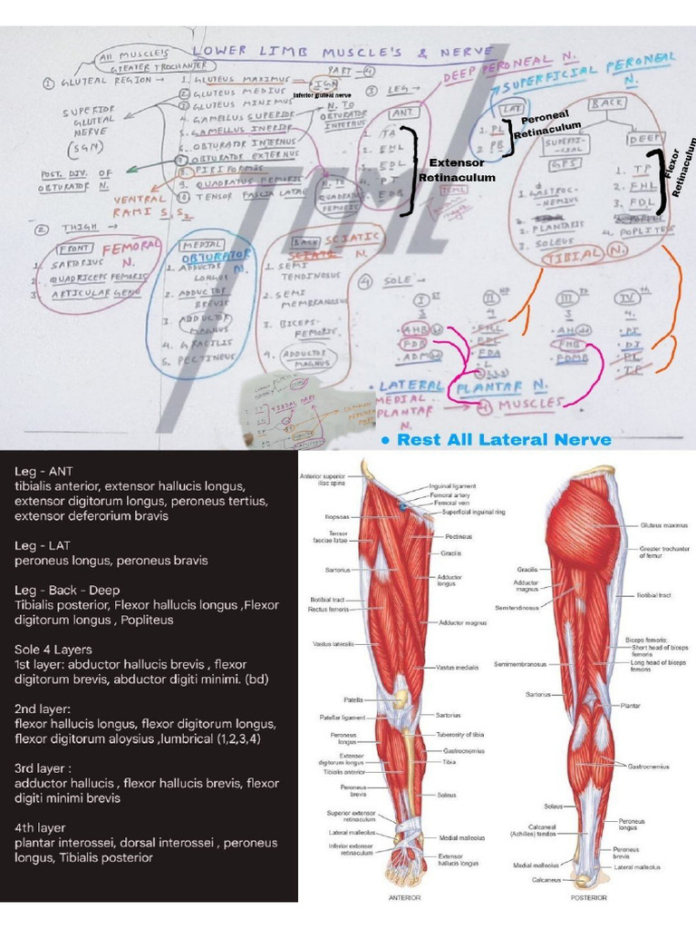 Muscle & Nerves Lower Limb | PDF