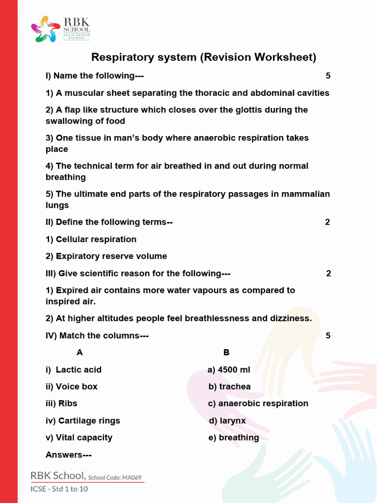 Respiratory System Revision | PDF
