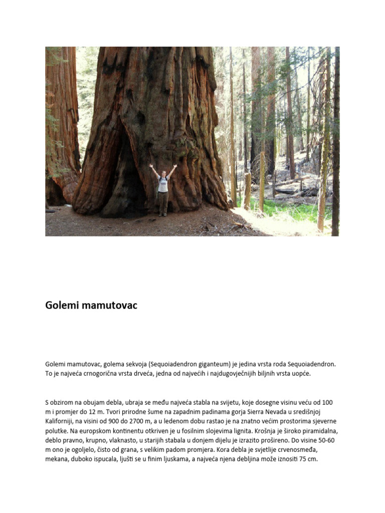 Sekvoja | PDF