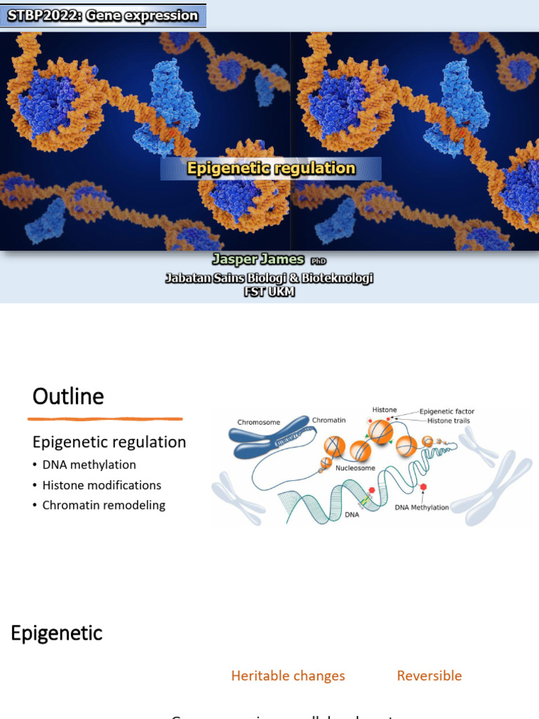 Lecture 6 - Epigenetic Regulation | PDF | Chromatin | Epigenetics