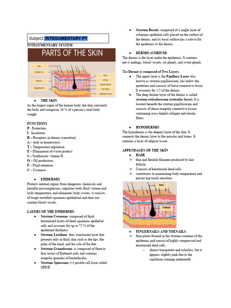 Ineg PT - Integ - 2 - Merged | PDF | Integumentary System | Medical Specialties