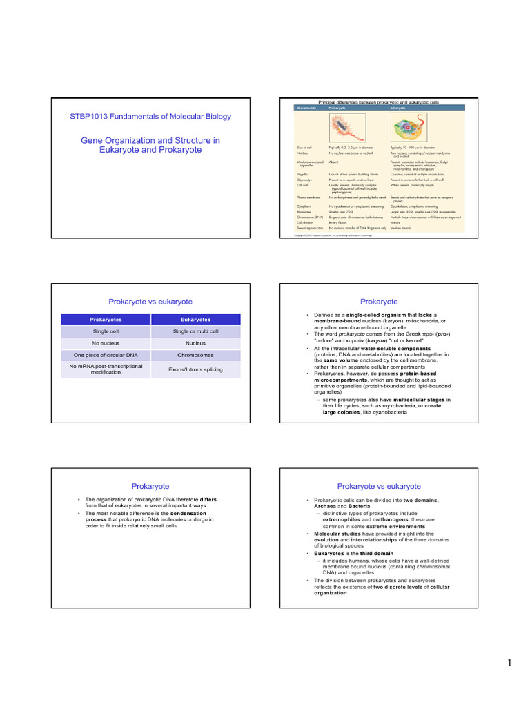 Prokaryote vs Eukaryote: Key Differences | PDF | Prokaryote | Cell ...