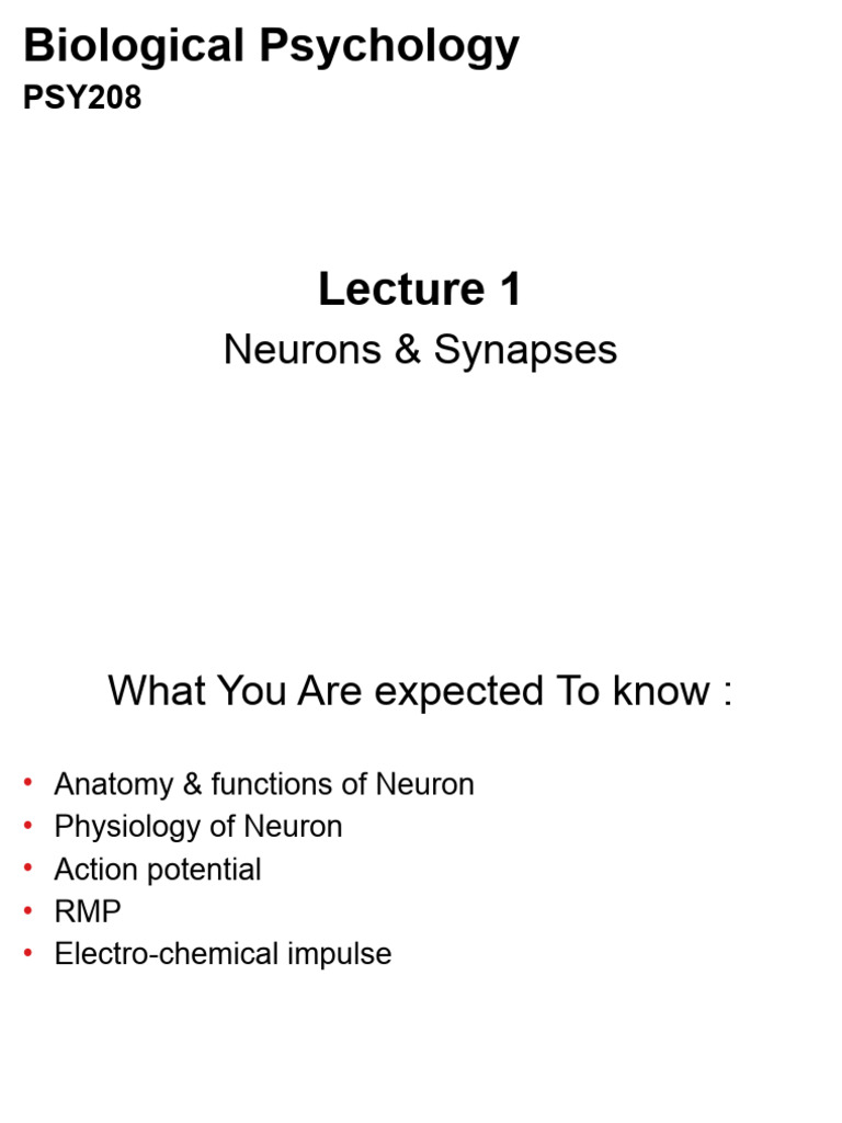 Neurons & Synapses | PDF | Chemical Synapse | Neurotransmitter