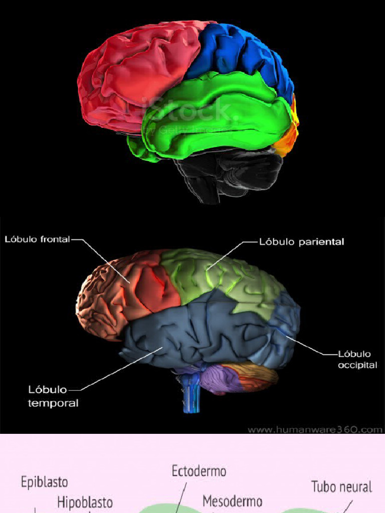 Areas de Brodmann - 063812 | PDF | Sistema nervioso | Cerebro