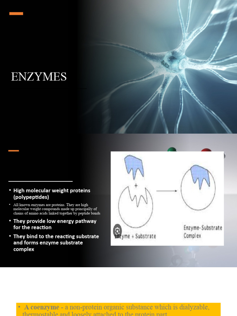 Enzymes | PDF