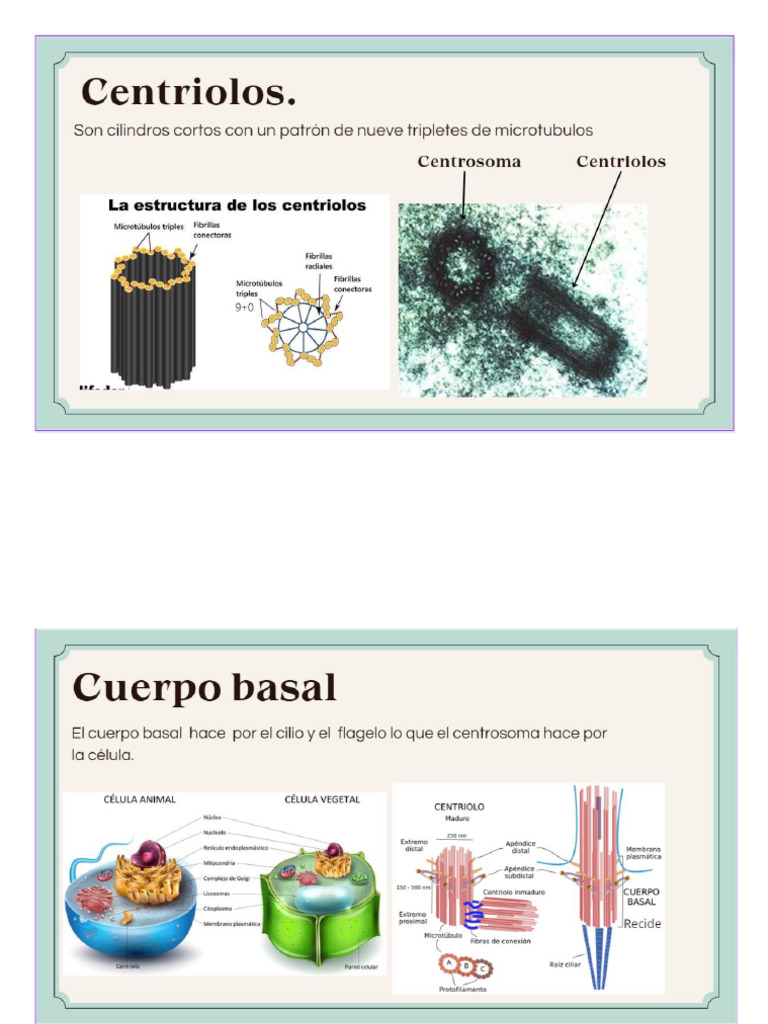 Centriolos Cilios y Flagelos | PDF