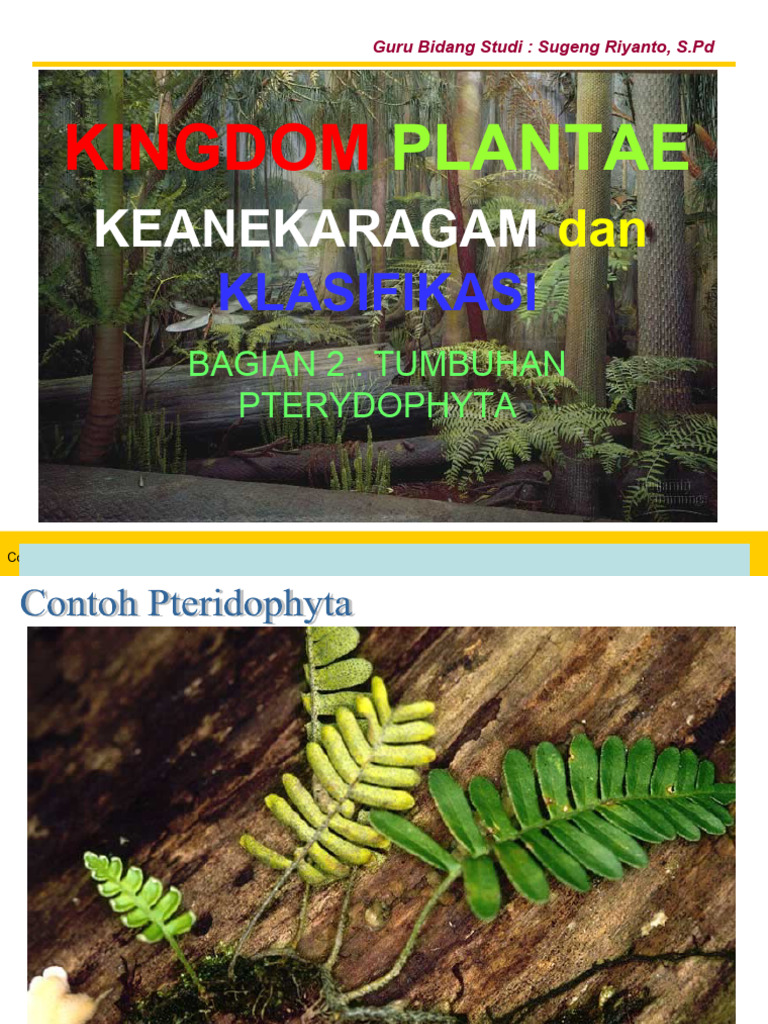 Presentasi Paku Fix | PDF | Kesehatan Holistik