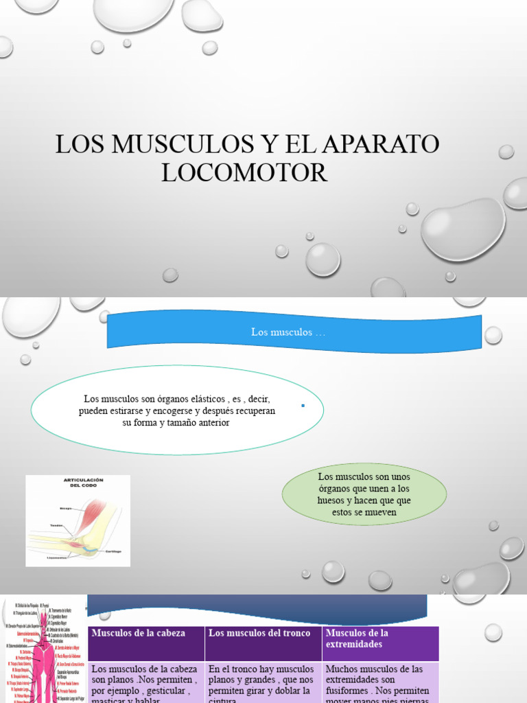 Los Musculos y El Aparato Locomotor | PDF | Músculo esquelético | Sistema musculoesquelético humano