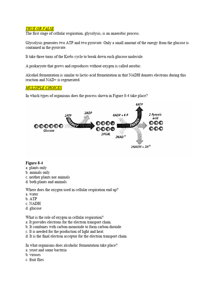 True or False: Figure 8-4 | PDF | Cellular Respiration | Diet & Nutrition