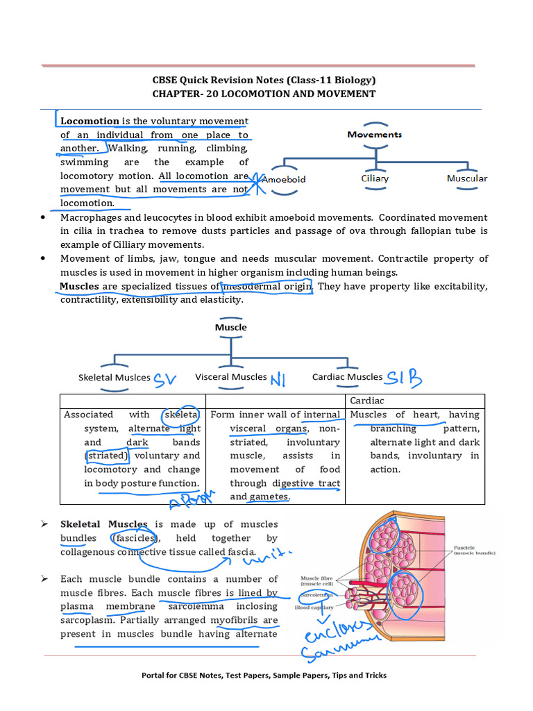Class 11 Locomotion and Movement Notes | PDF | Skeletal Muscle | Muscle ...