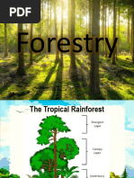 Layers of The Rainforest: Emergent | PDF