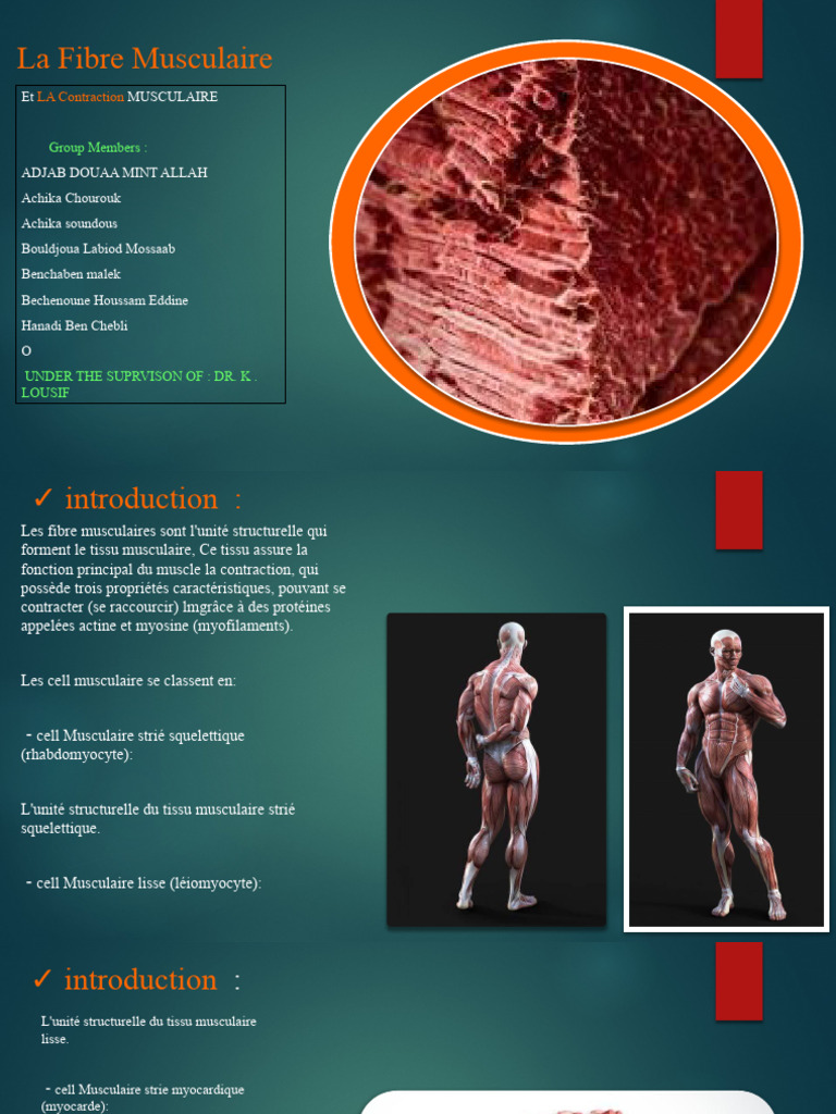 La Fibres Musculaire Et La Contraction Musculaire Pdf