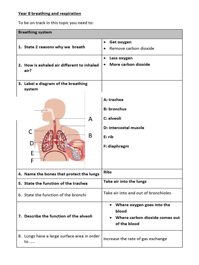 Year 8 Breathing and Respiration | Download Free PDF | Respiratory ...