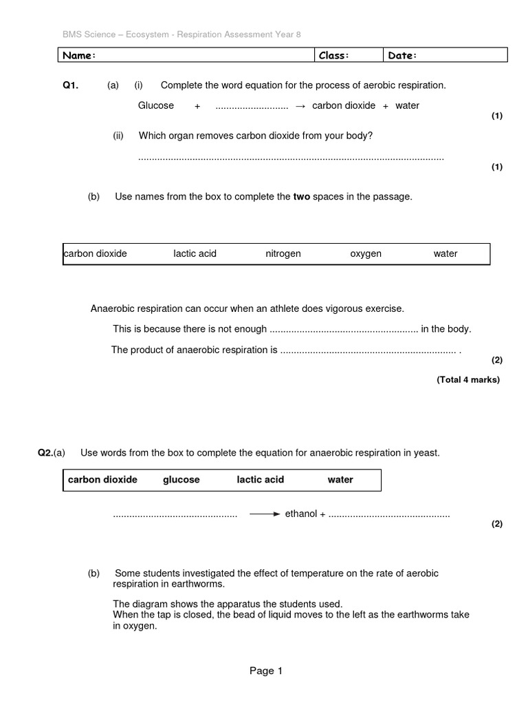 Year 8 Respiration Assessment Worksheet | PDF | Cellular Respiration ...