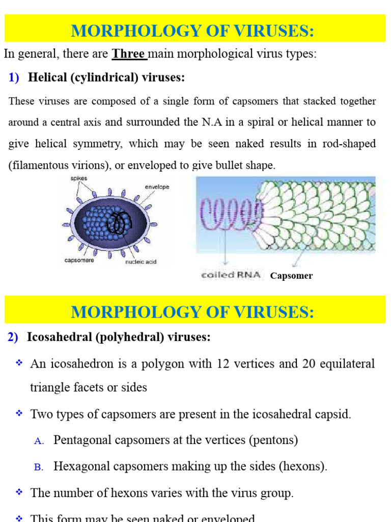 Virology Lecture 2 | PDF | Virus | Rna