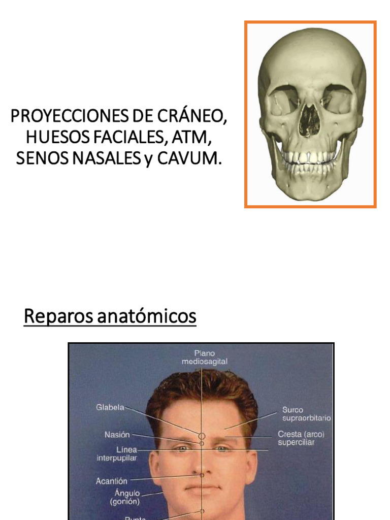 15.proyecciones Cráneo | PDF | Cráneo | Boca