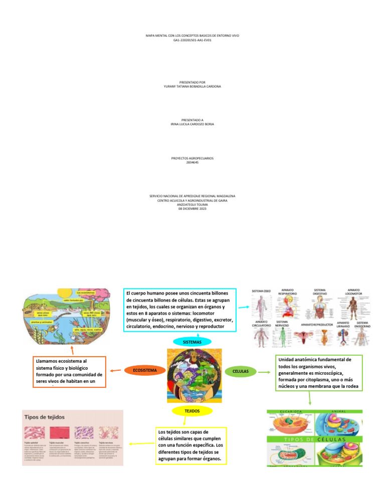 Mapa Mental Con Los Conceptos Basicos de Entorno Vivo | PDF