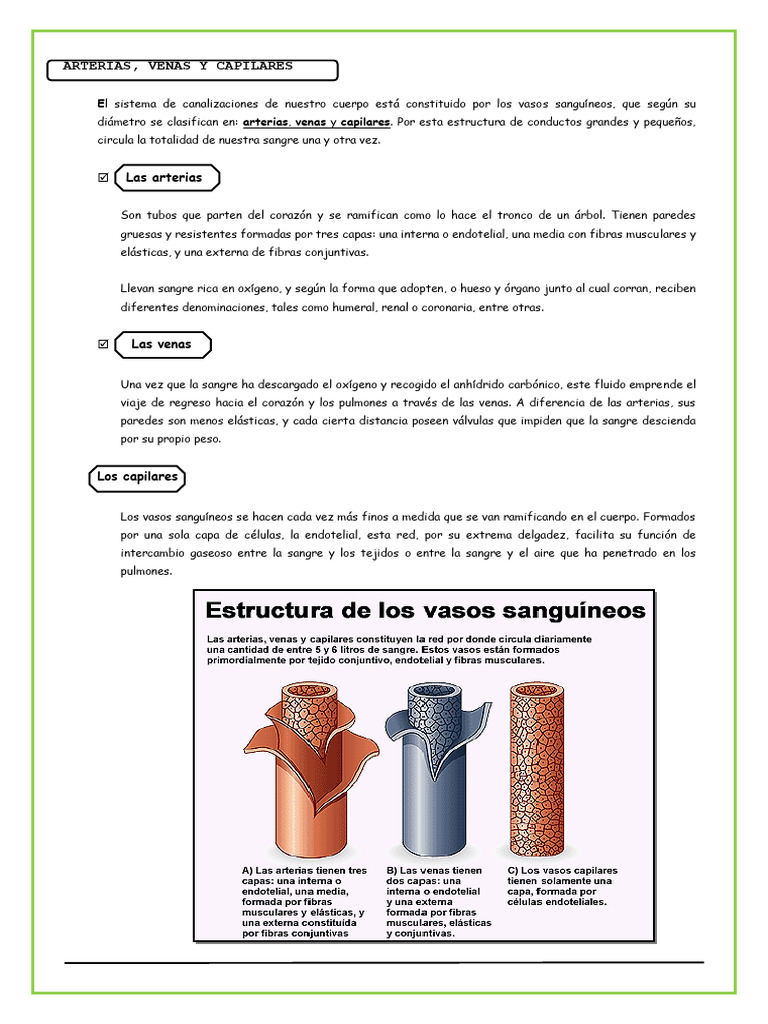 VASOS | PDF