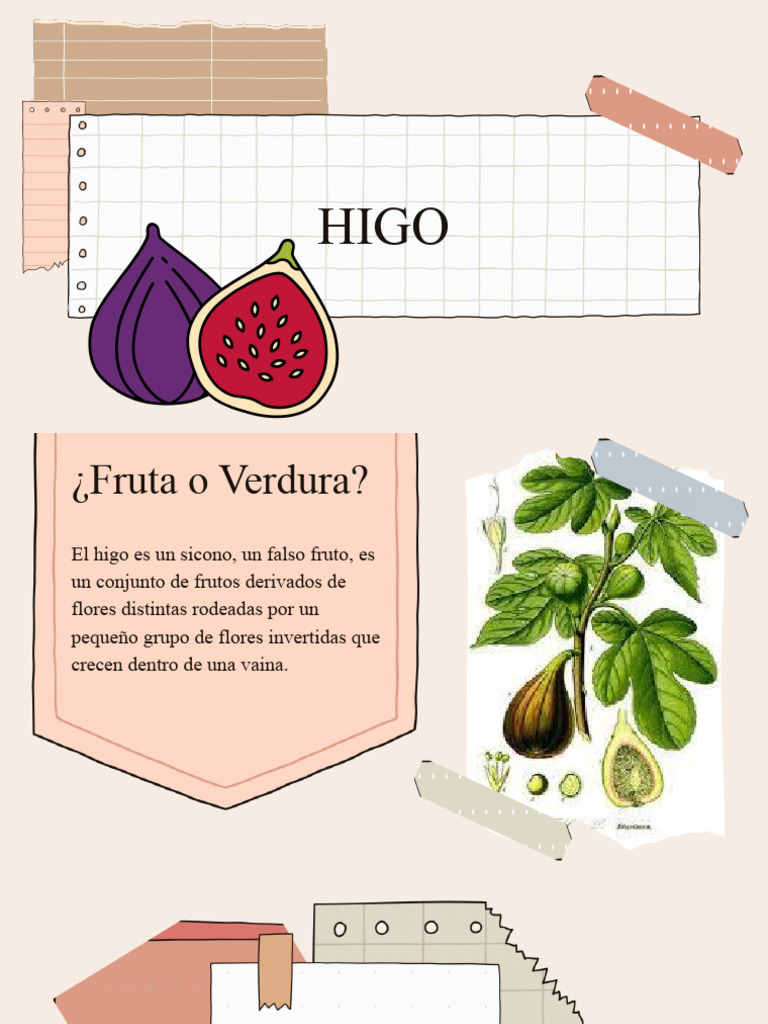 HIGO | PDF | Ficus