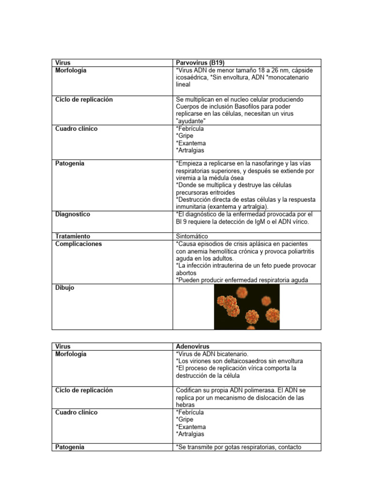 Características y Patogenia de Virus Comunes | PDF | Hepatitis | Virus